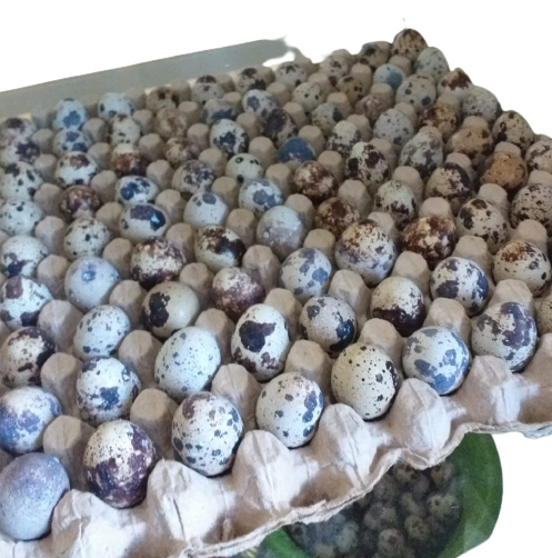 Telur Puyuh 90Pcs 鹌鹑蛋